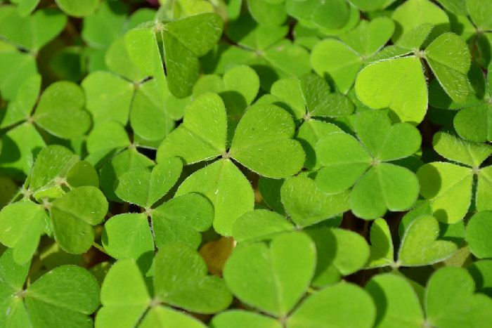 San Patricio, el trébol y las serpientes: aspectos paganos y mágicos.